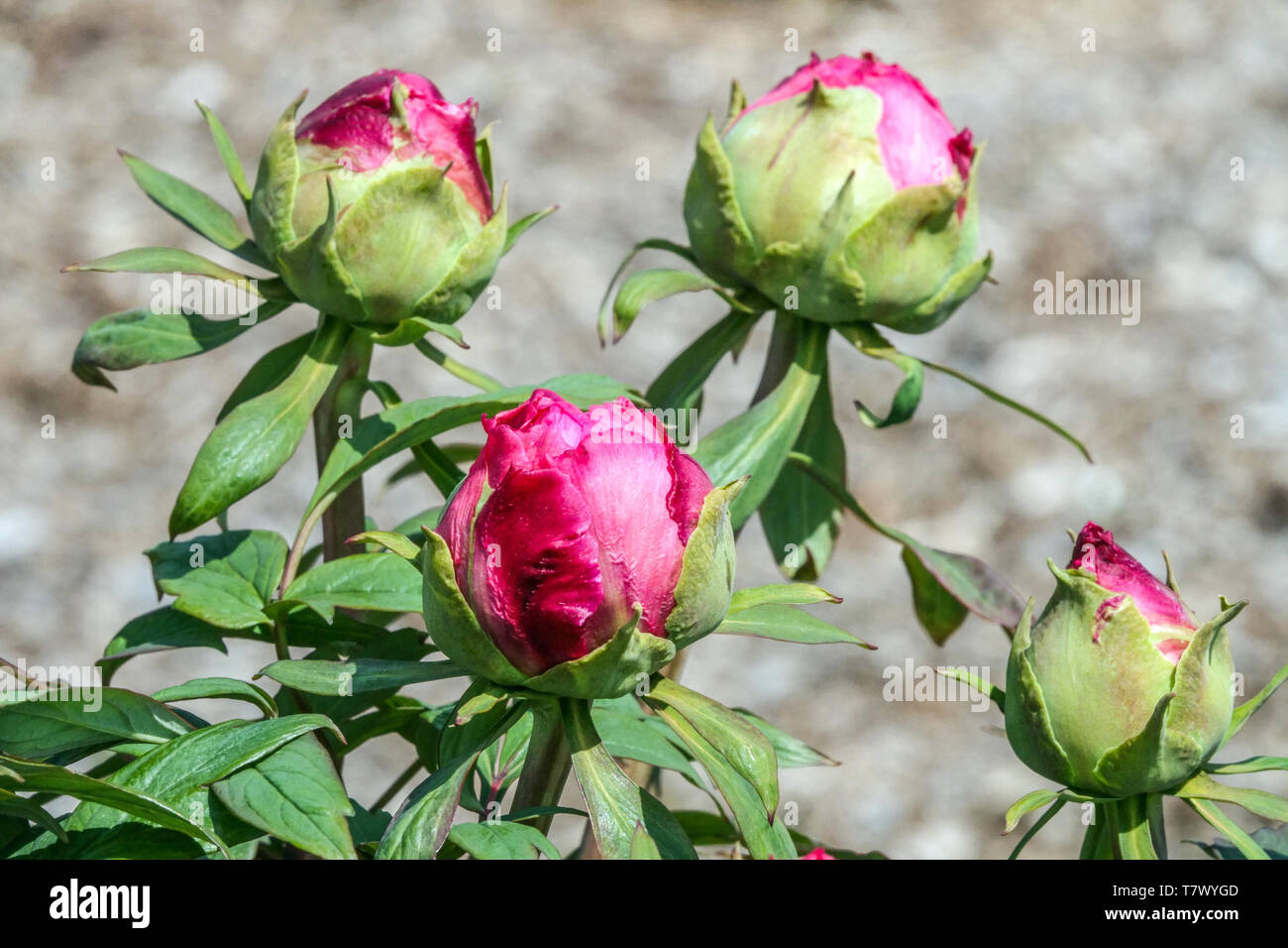 Peony tree hi-res stock photography and images - Alamy