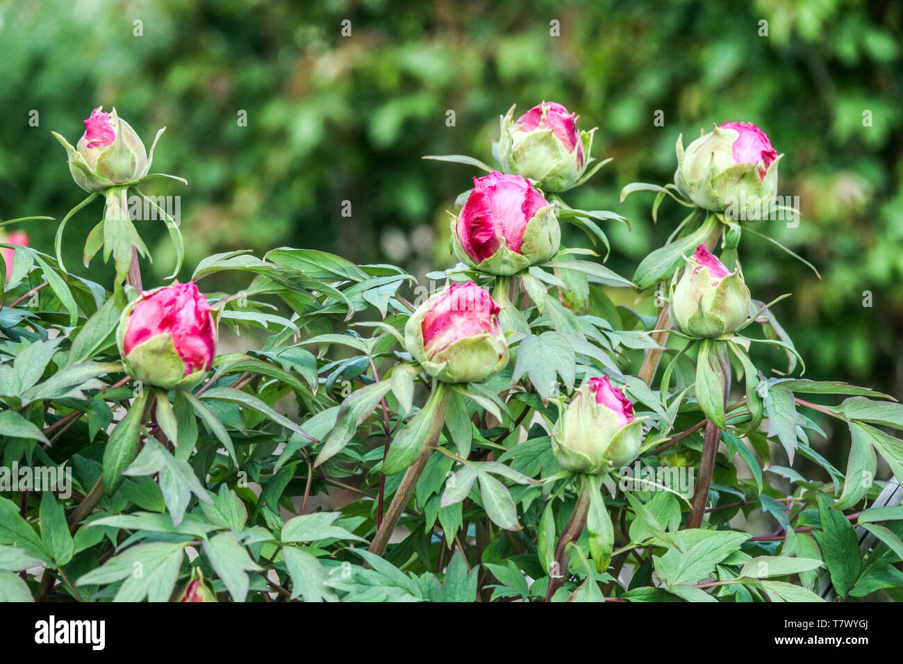 Peony budding flowers hi-res stock photography and images - Alamy