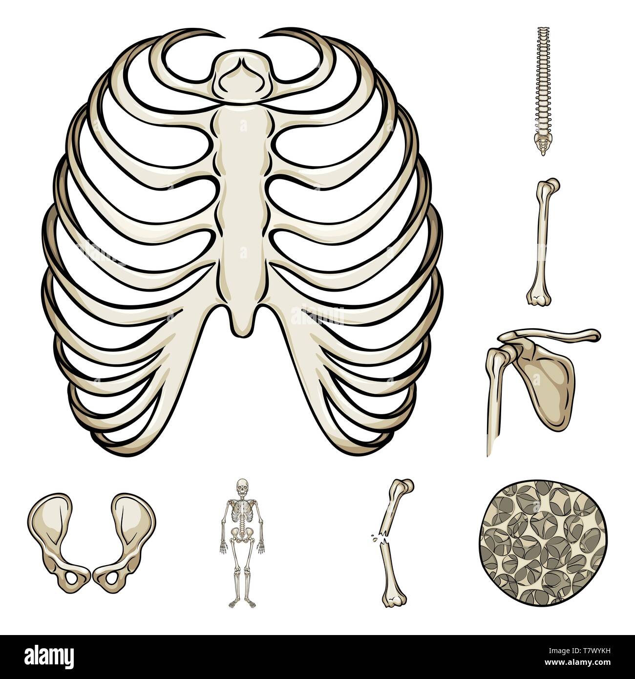 rib,femur,hip,musculoskeletal,fracture,osteoporosis,cage,spine,broken ...