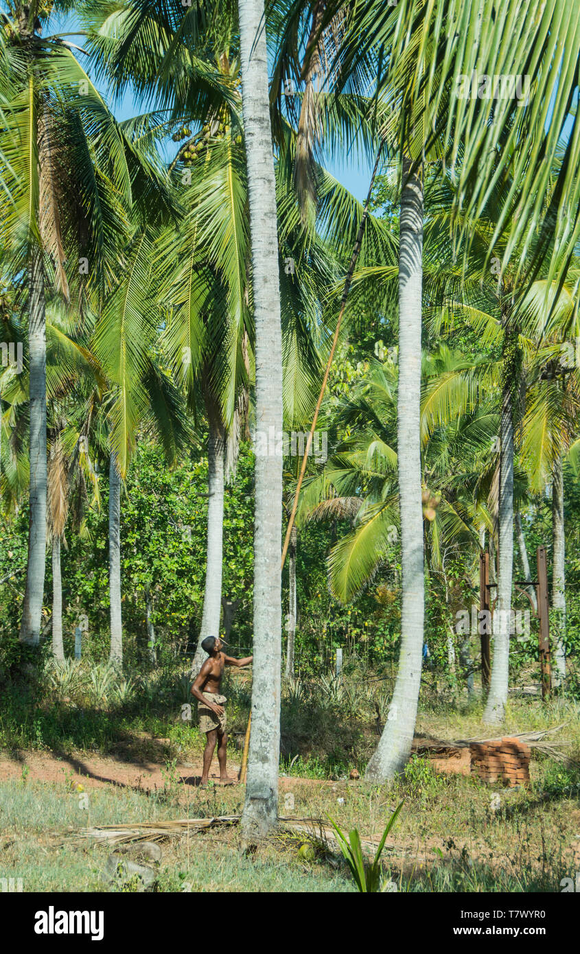 Sri lanka coconut man hi-res stock photography and images - Alamy