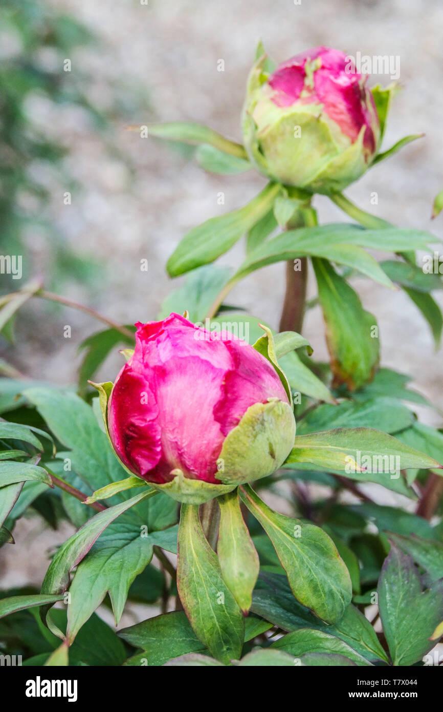 Tree peony bud, buds, Budding pink flowers, Paeonia suffruticosa Stock ...