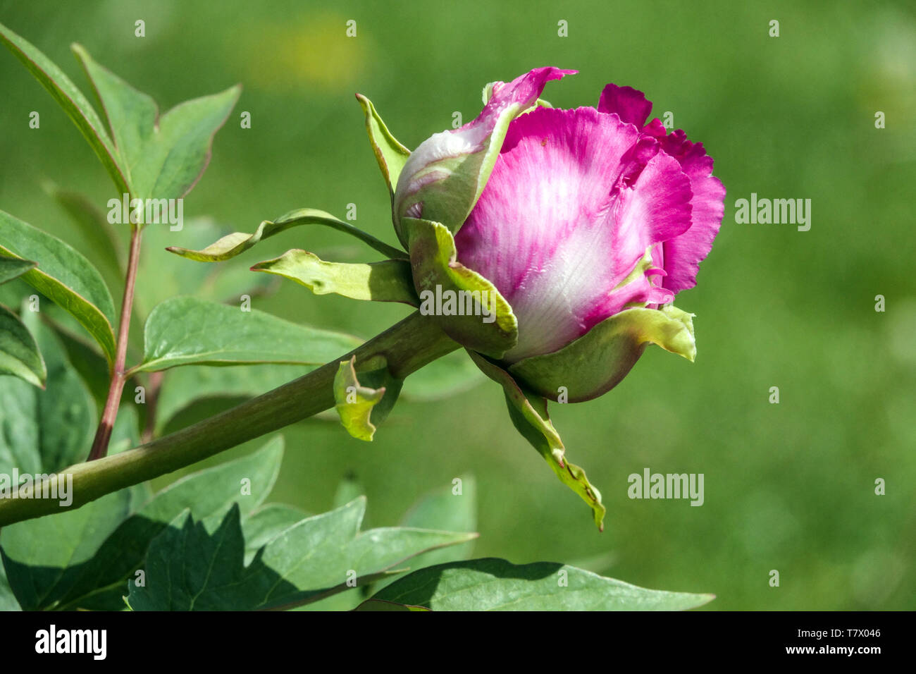 Purple and green plants hi-res stock photography and images - Alamy