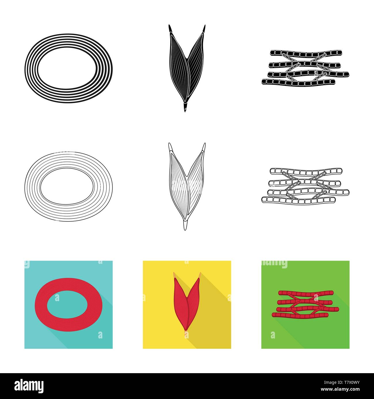 Vector illustration of fiber and muscular sign. Set of fiber and body ...