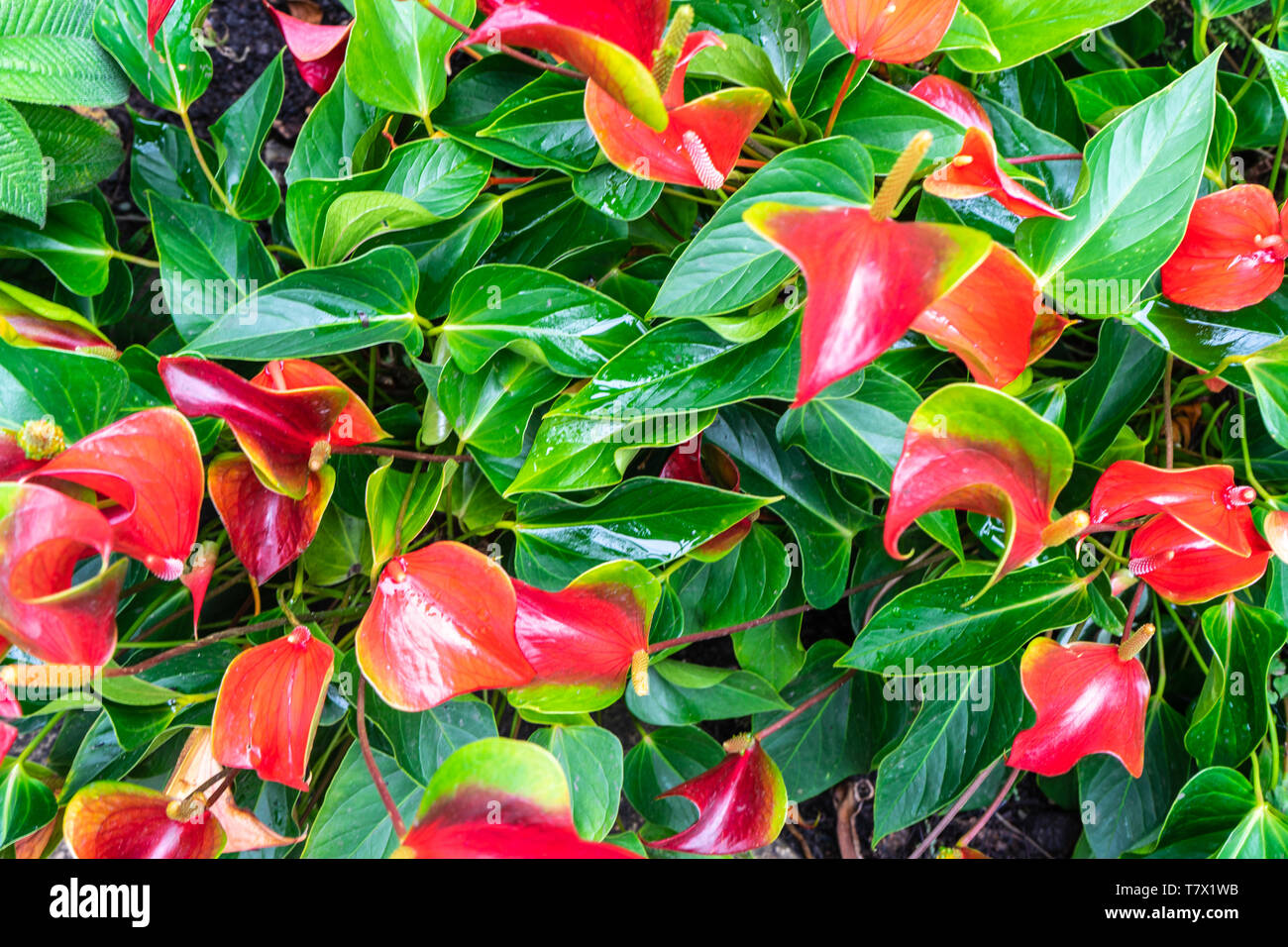 Anthuriums Indoor High Resolution Stock Photography and Images - Alamy