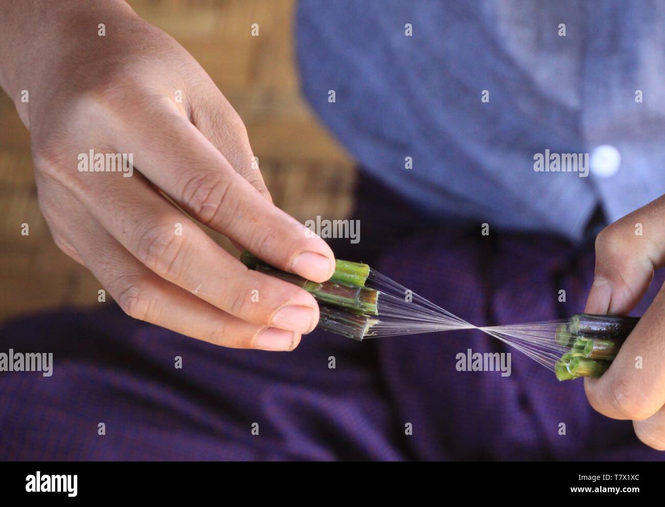 Close up of hands of burmese man making silk thread from lotus plant ...