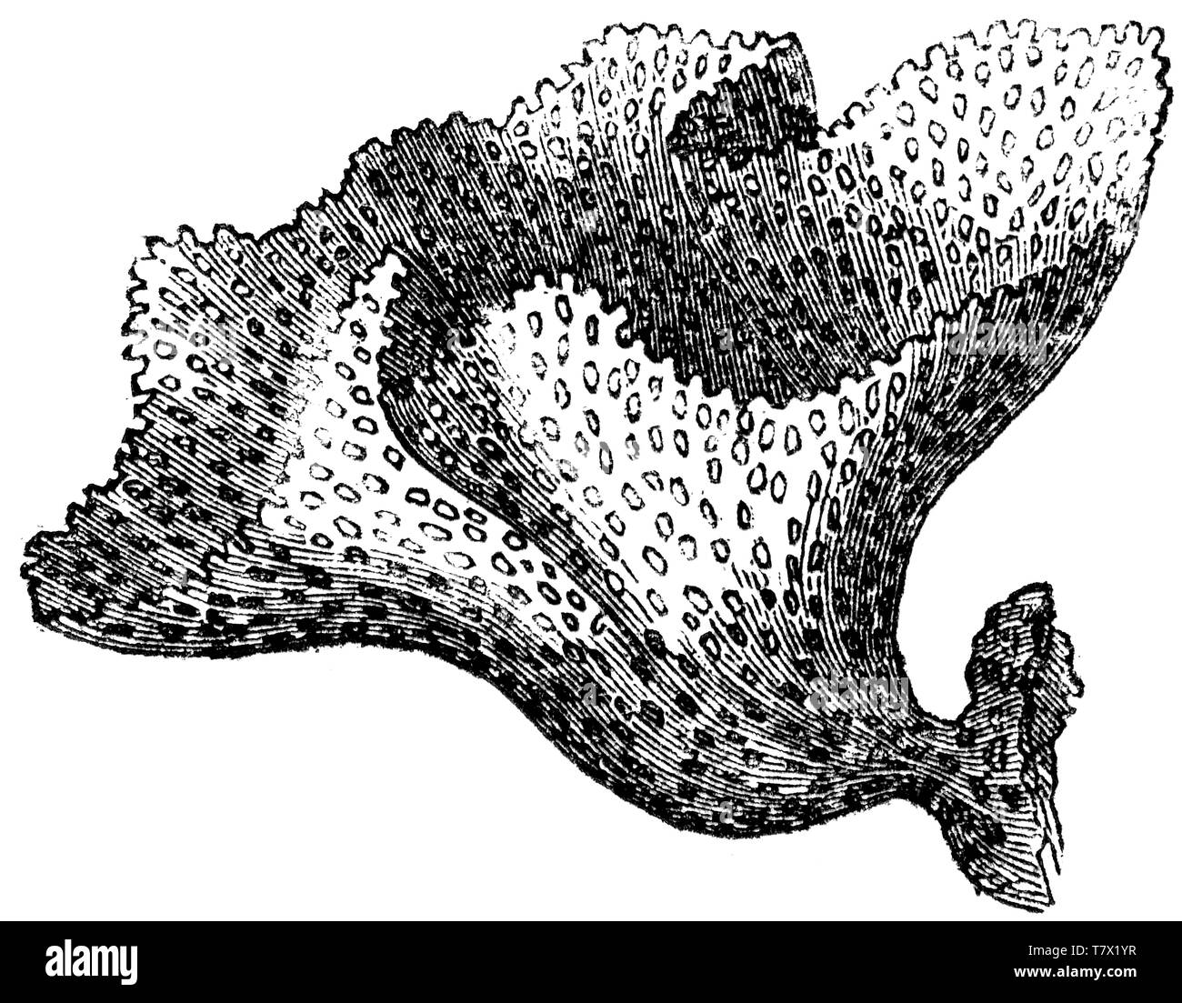 Cheilostomatida Cut Out Stock Images & Pictures - Alamy