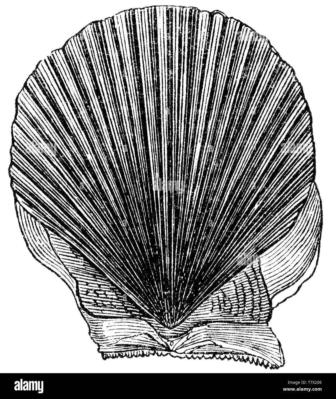 Shell pecten hi-res stock photography and images - Alamy