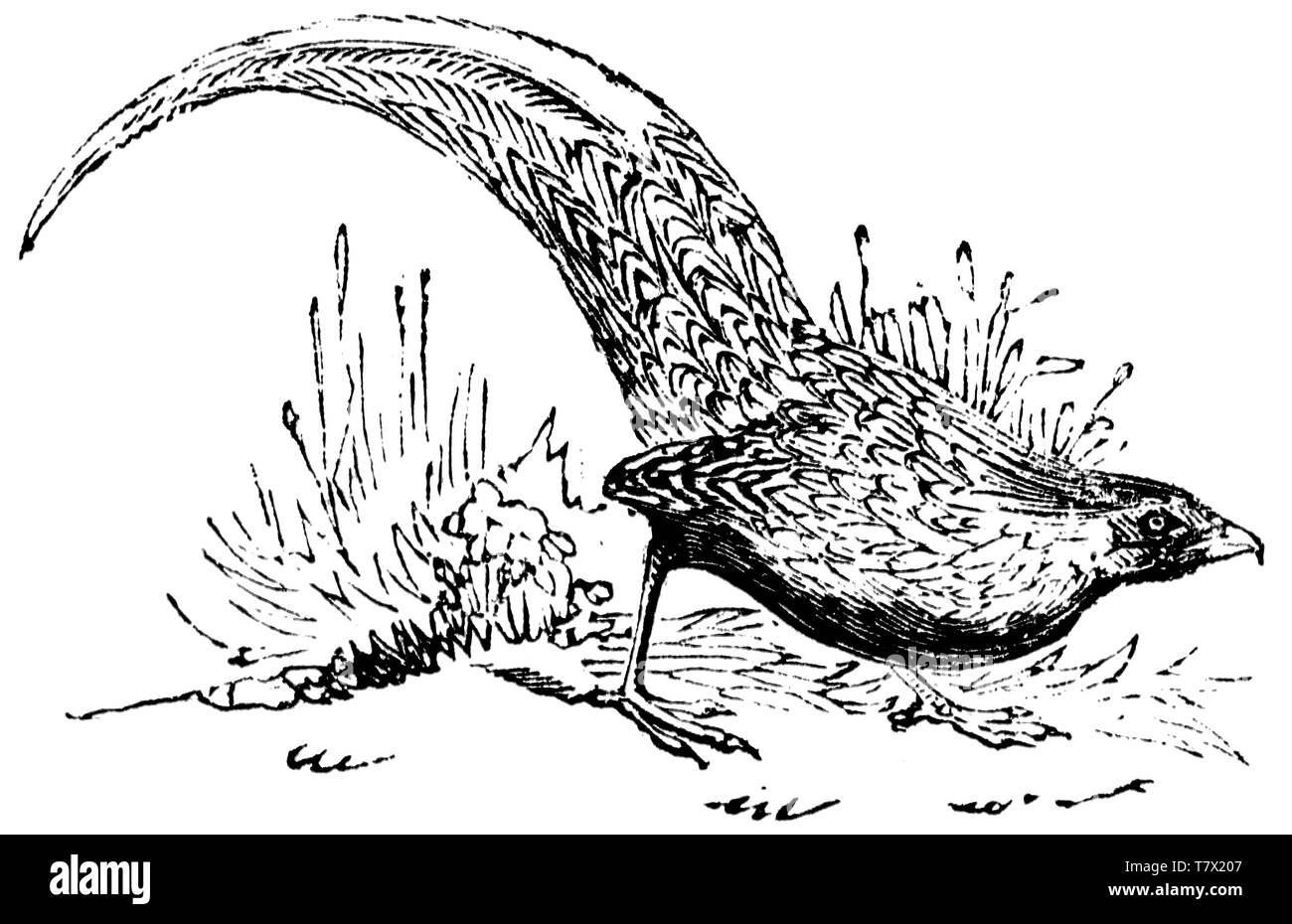 Wood cut engraved illustration, taken from 'The Treasury of Natural ...