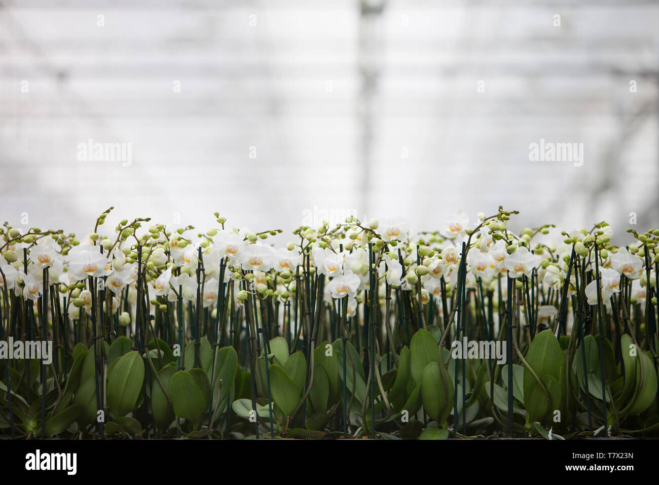 dutch greenhouse with mass cultivation of pink orchids in the ...