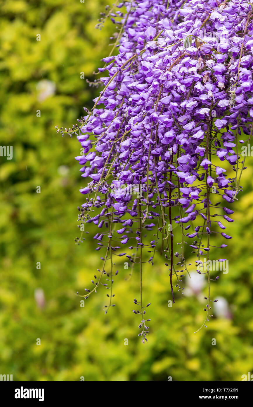 Weeping Wisteria High Resolution Stock Photography and Images - Alamy