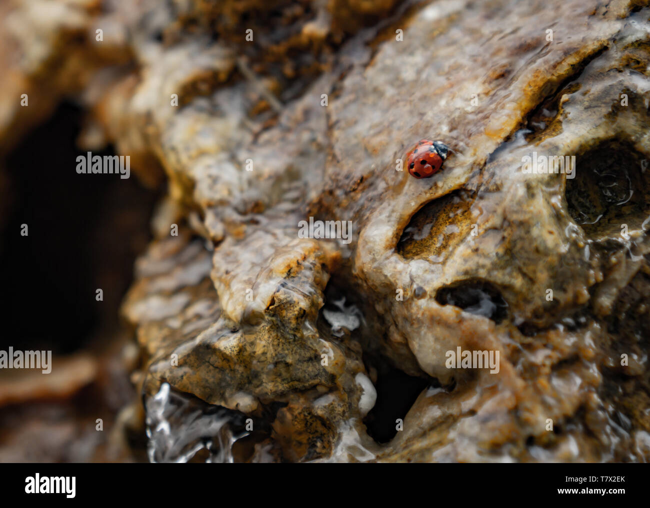 Water ladybird beetle hi-res stock photography and images - Alamy