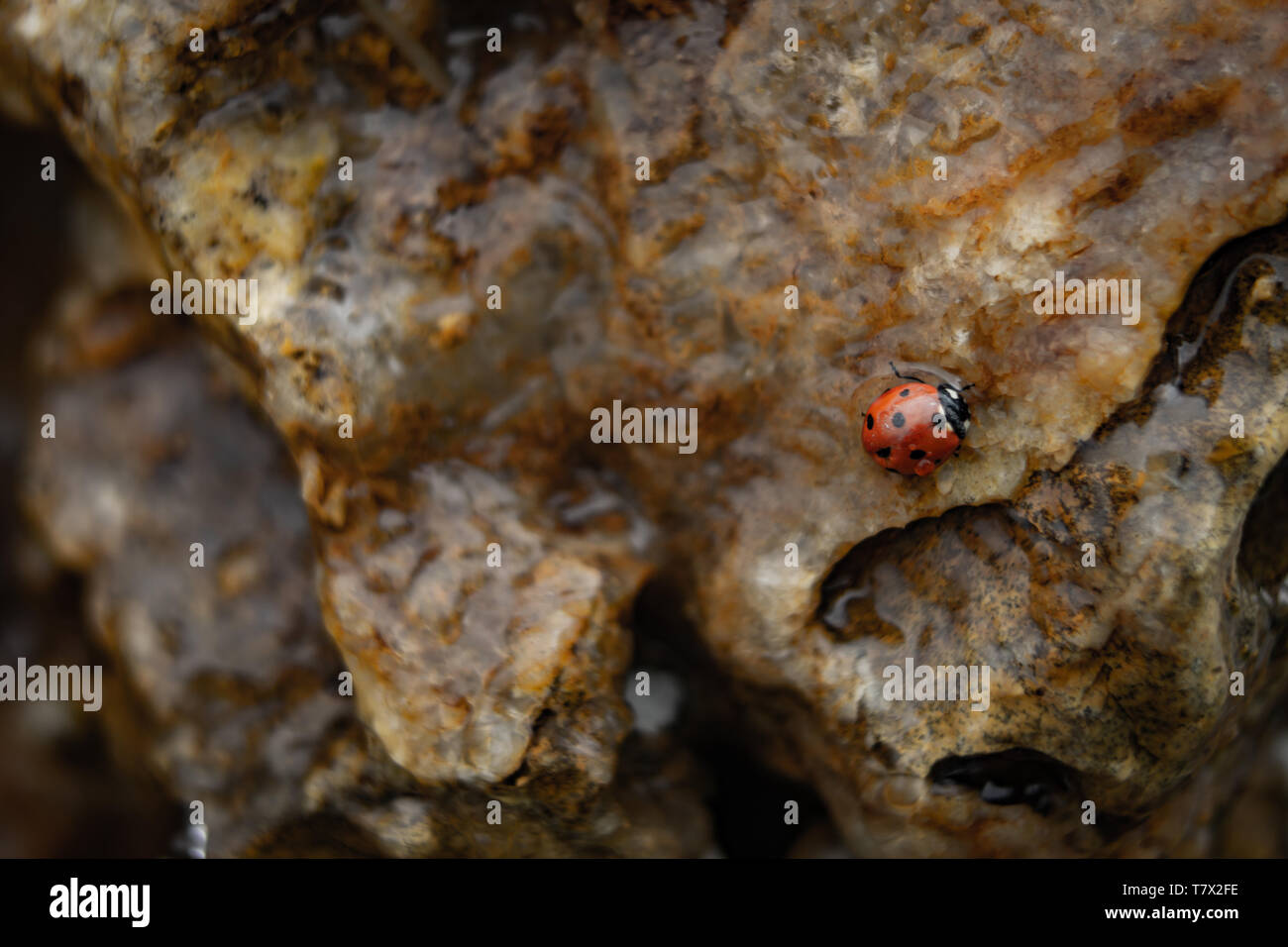 Ladybug in running water Stock Photo - Alamy