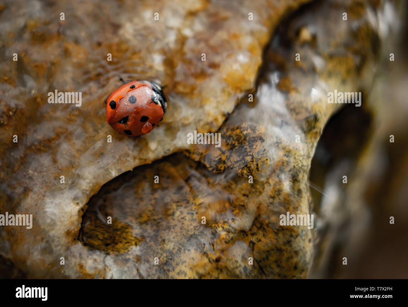Ladybug in running water Stock Photo - Alamy