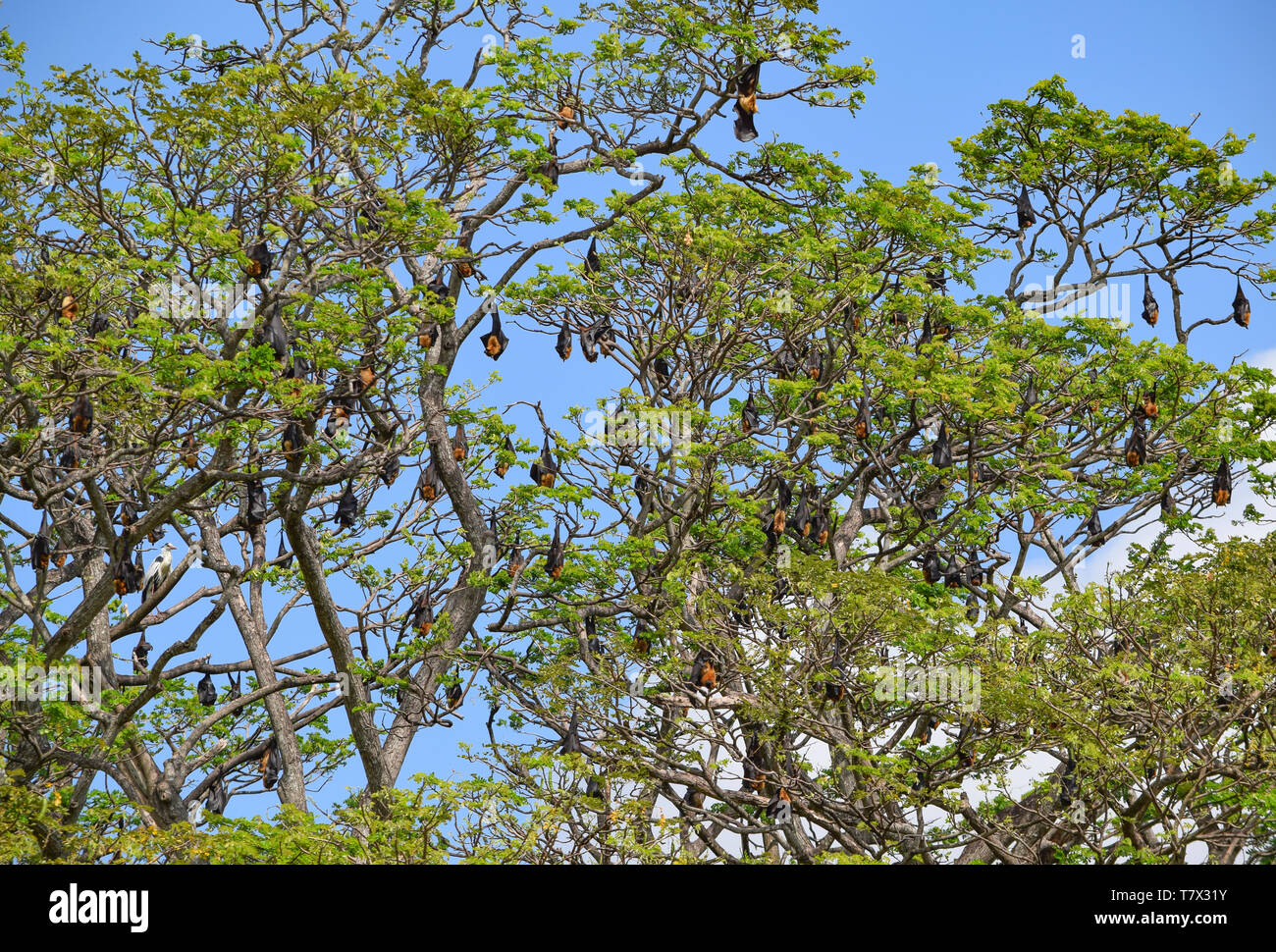 treetop including lots of resting megabats seen in Sri Lanka Stock ...