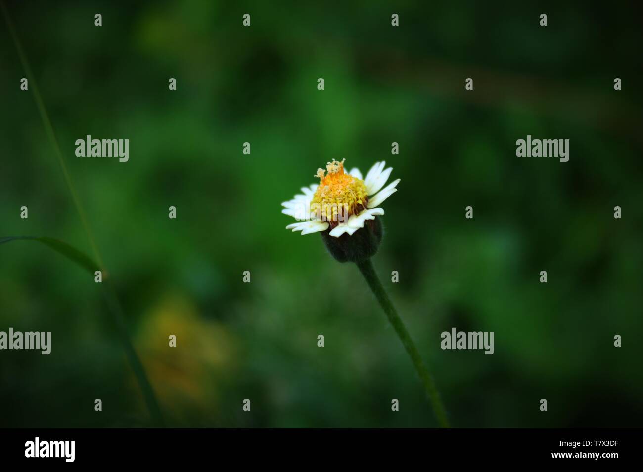 beautiful small flower nature wallpaper Stock Photo - Alamy