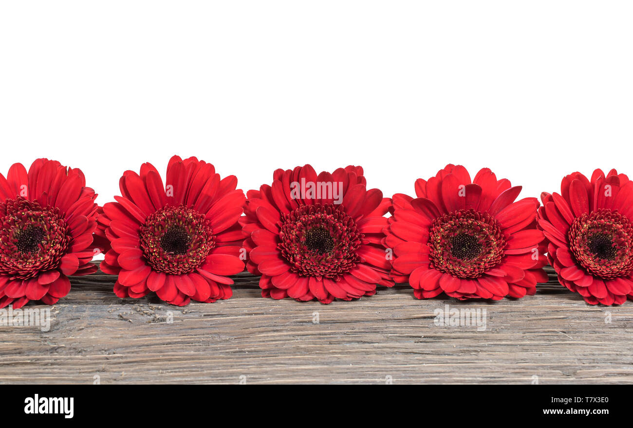Red Gerbera Daisy flowers border Stock Photo - Alamy