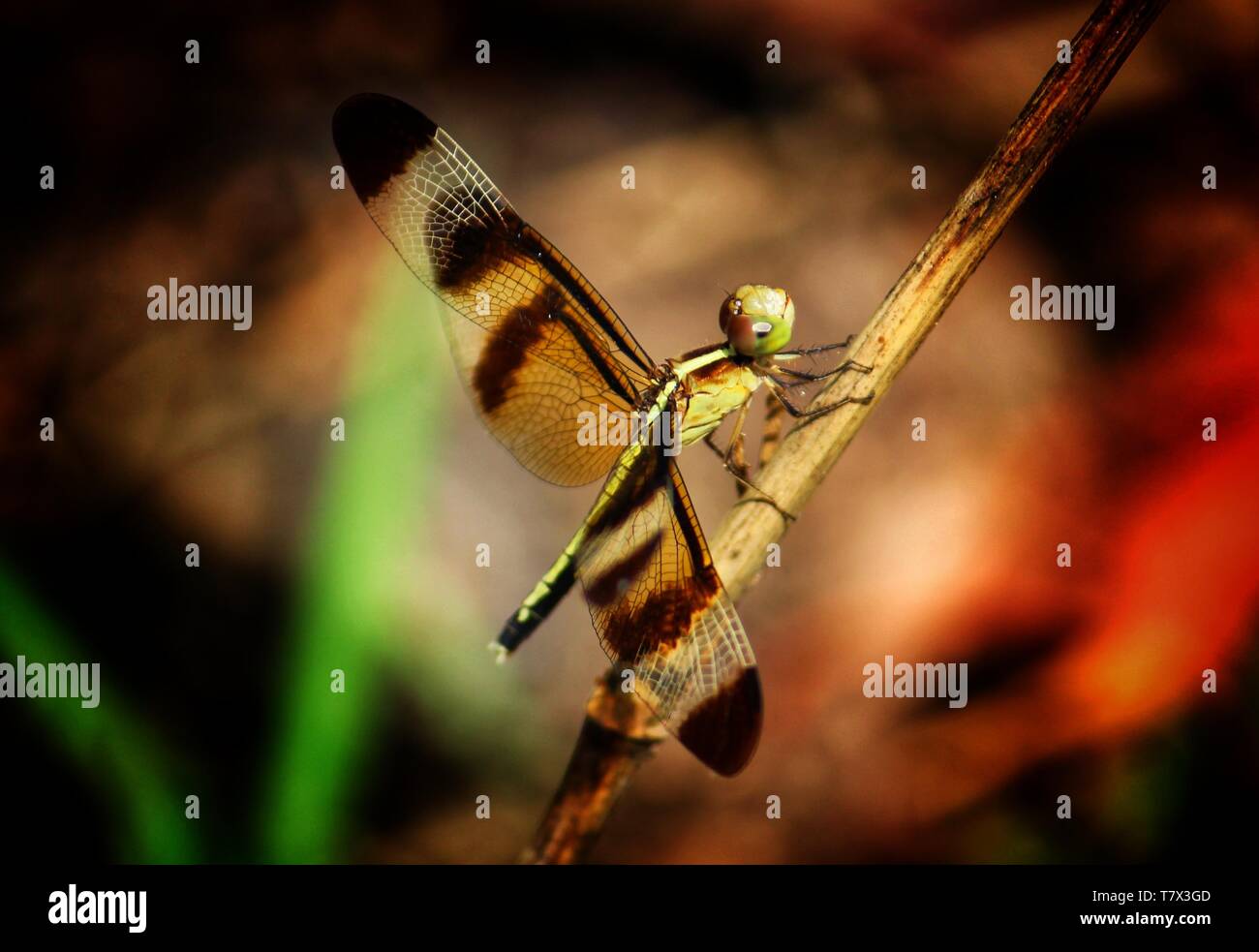 Best dragonfly hi-res stock photography and images - Alamy