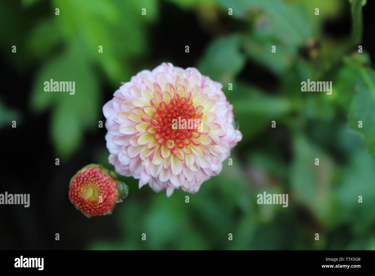 Sebati flower hi-res stock photography and images - Alamy