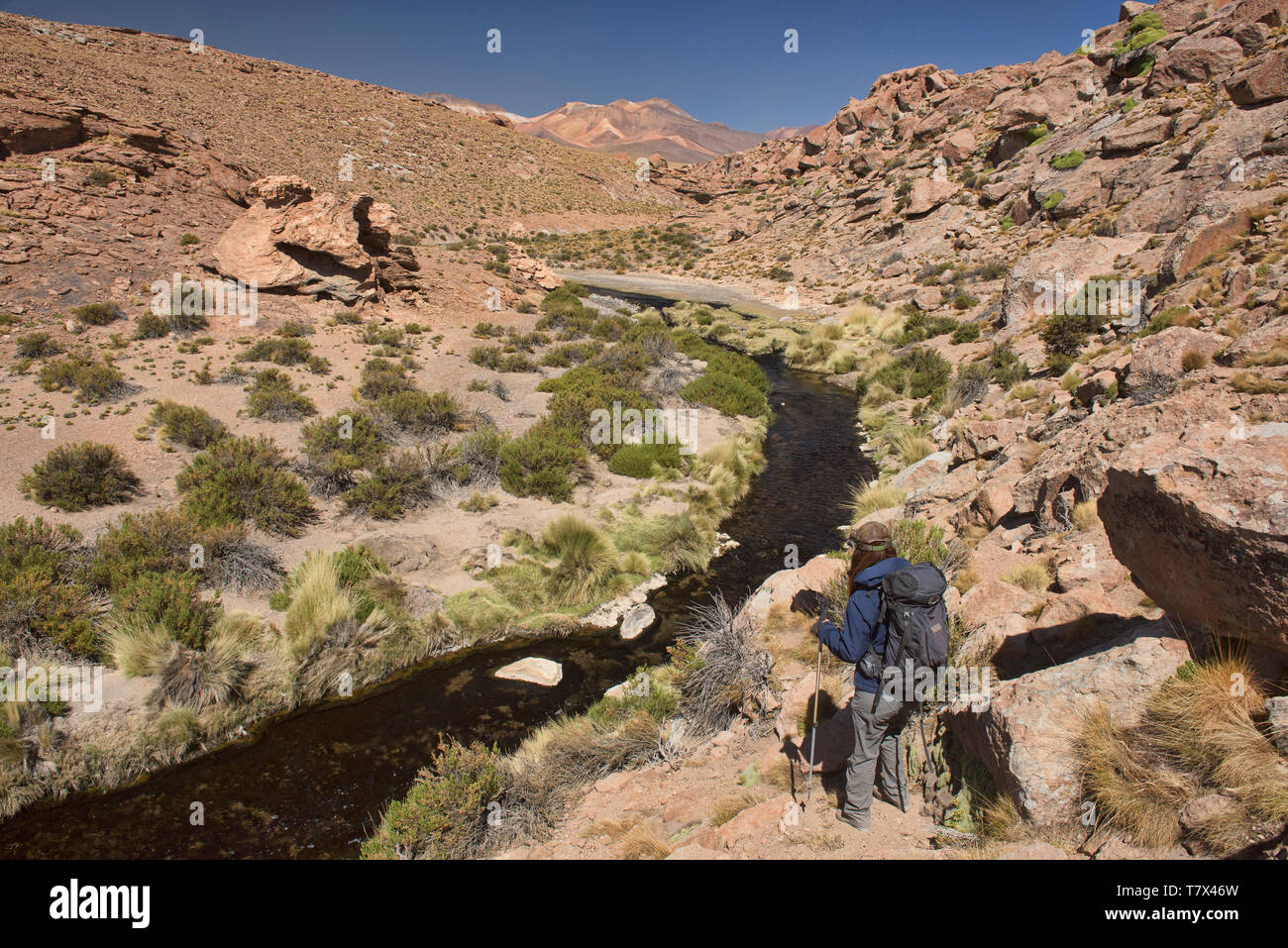 Hiking along the Rio Blanco thermal river near El Tatio Geyser, San ...