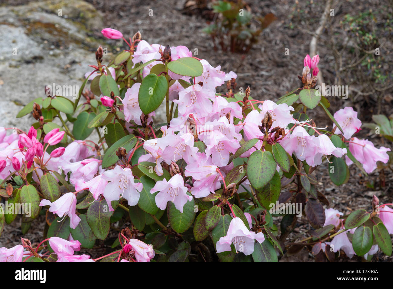 Rhododendron 'Bow Bells' Stock Photo - Alamy