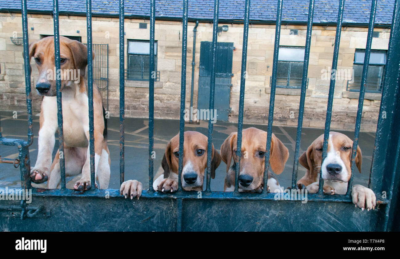 Percy hunt hi-res stock photography and images - Alamy