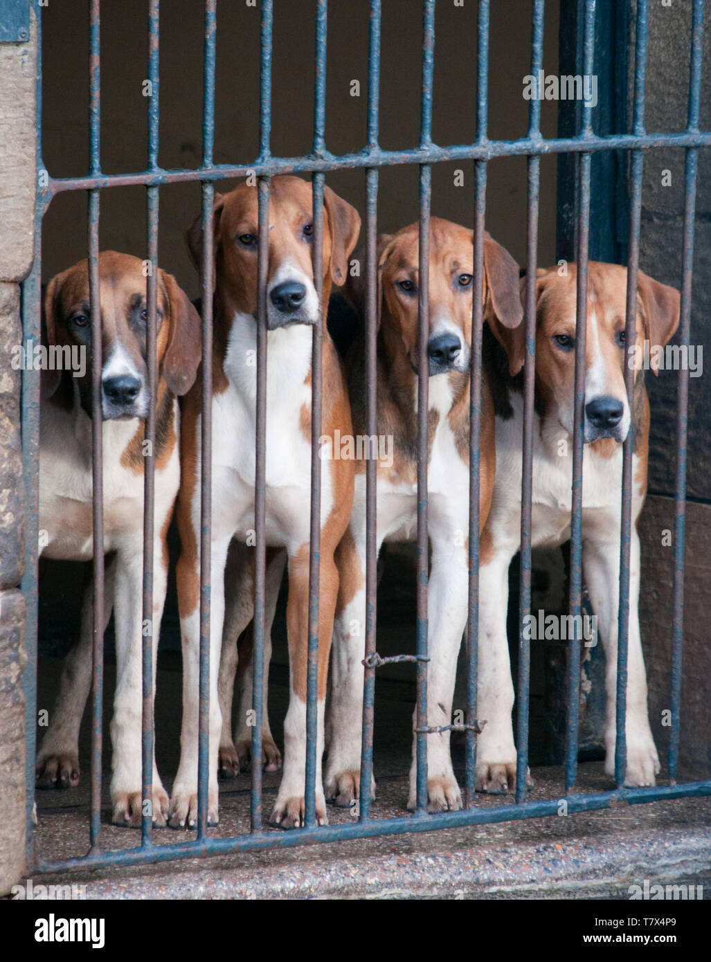 Percy hunt hi-res stock photography and images - Alamy