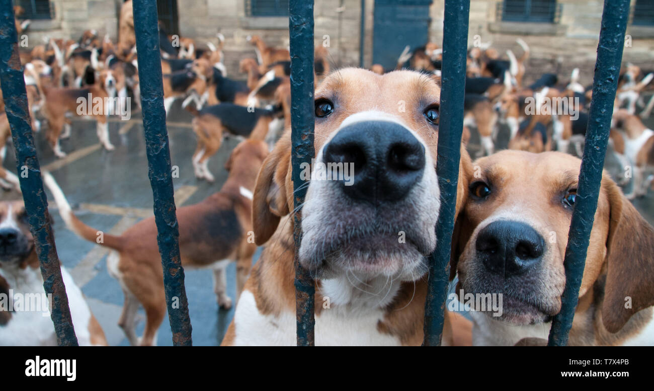Percy hunt hi-res stock photography and images - Alamy