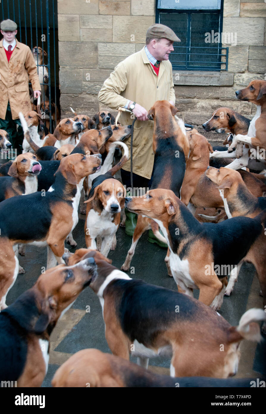 The Huntsman of the Duke of Northumberland's, Percy Hunt Stock Photo ...