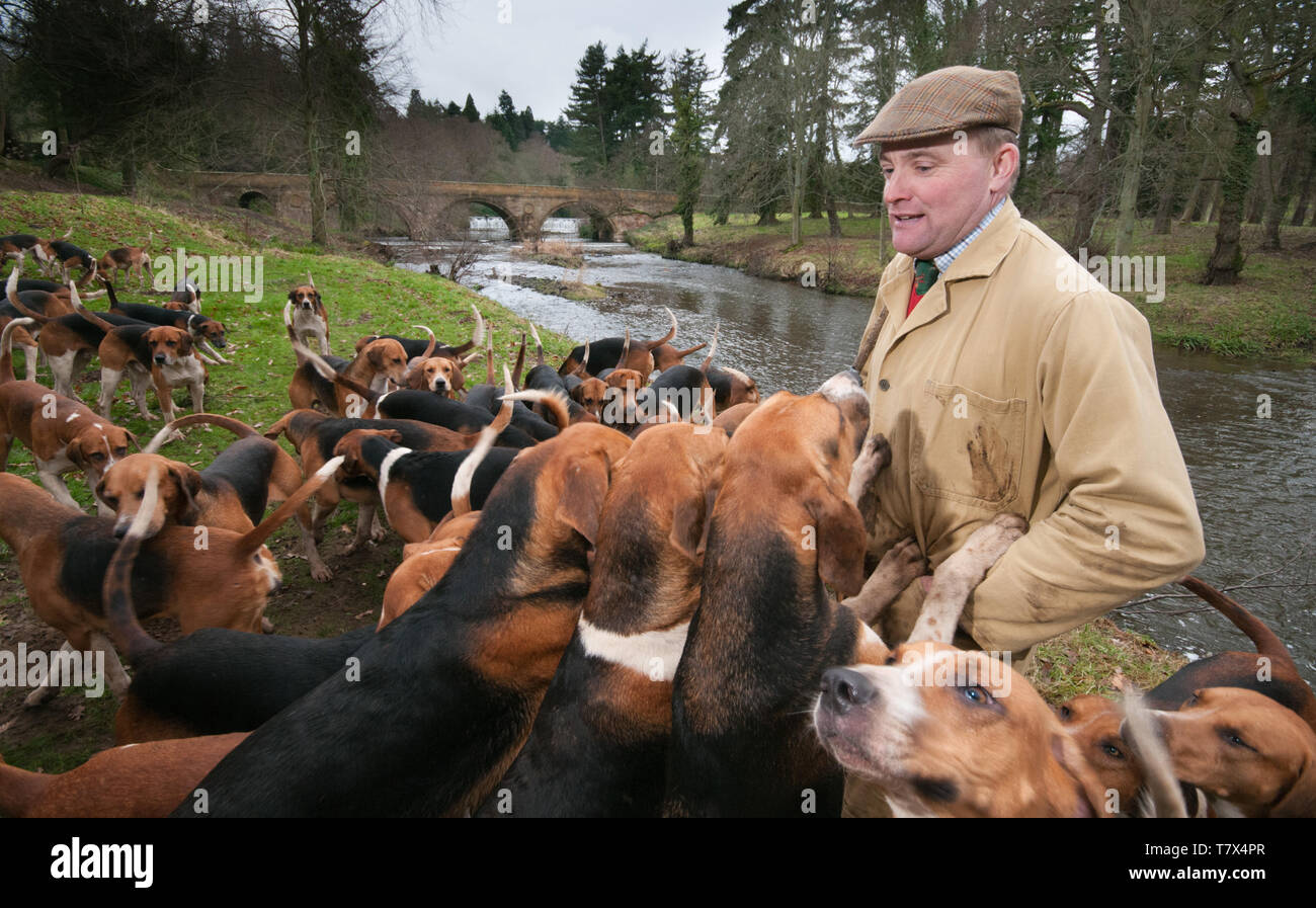 The Huntsman of the Duke of Northumberland's, Percy Hunt whilst ...