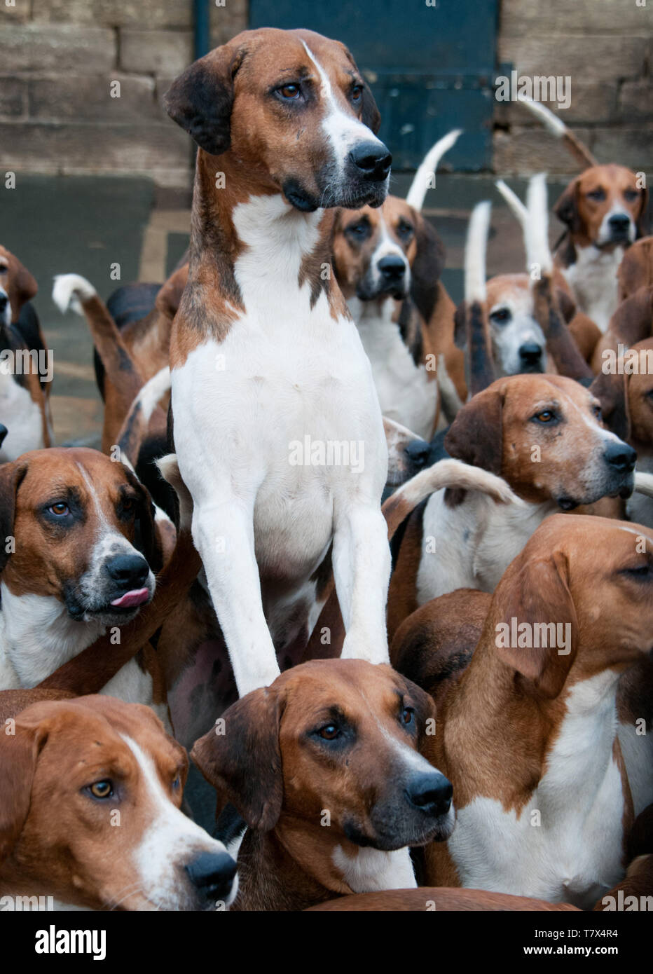 Excercising the Percy Hunt foxhounds Stock Photo - Alamy