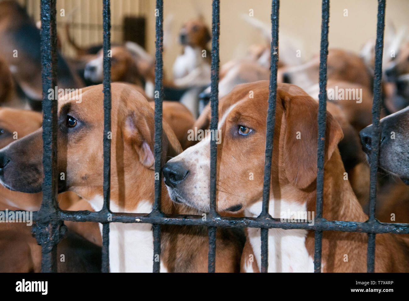 Percy hunt hi-res stock photography and images - Alamy