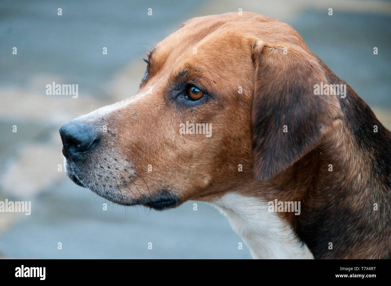 Percy hunt hi-res stock photography and images - Alamy