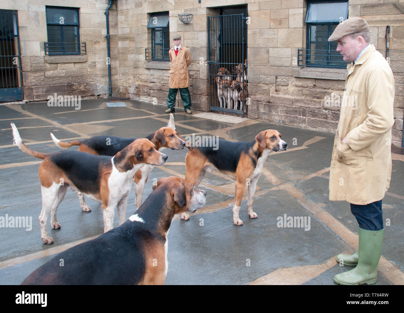 The Huntsman of the Duke of Northumberland's, Percy Hunt Stock Photo ...