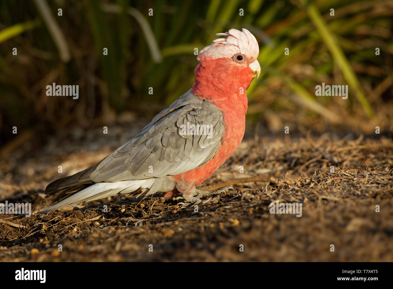 Galah - Eolophus roseicapilla - known as the rose-breasted cockatoo ...