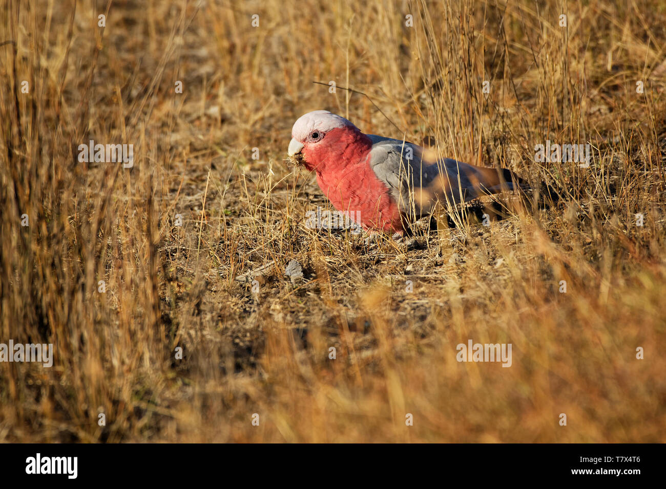 Galah - Eolophus roseicapilla - known as the rose-breasted cockatoo ...