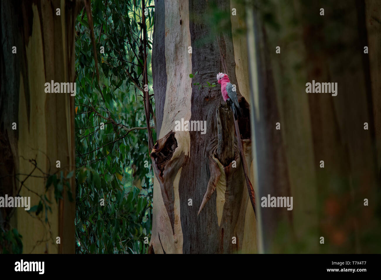 Galah - Eolophus roseicapilla - known as the rose-breasted cockatoo ...