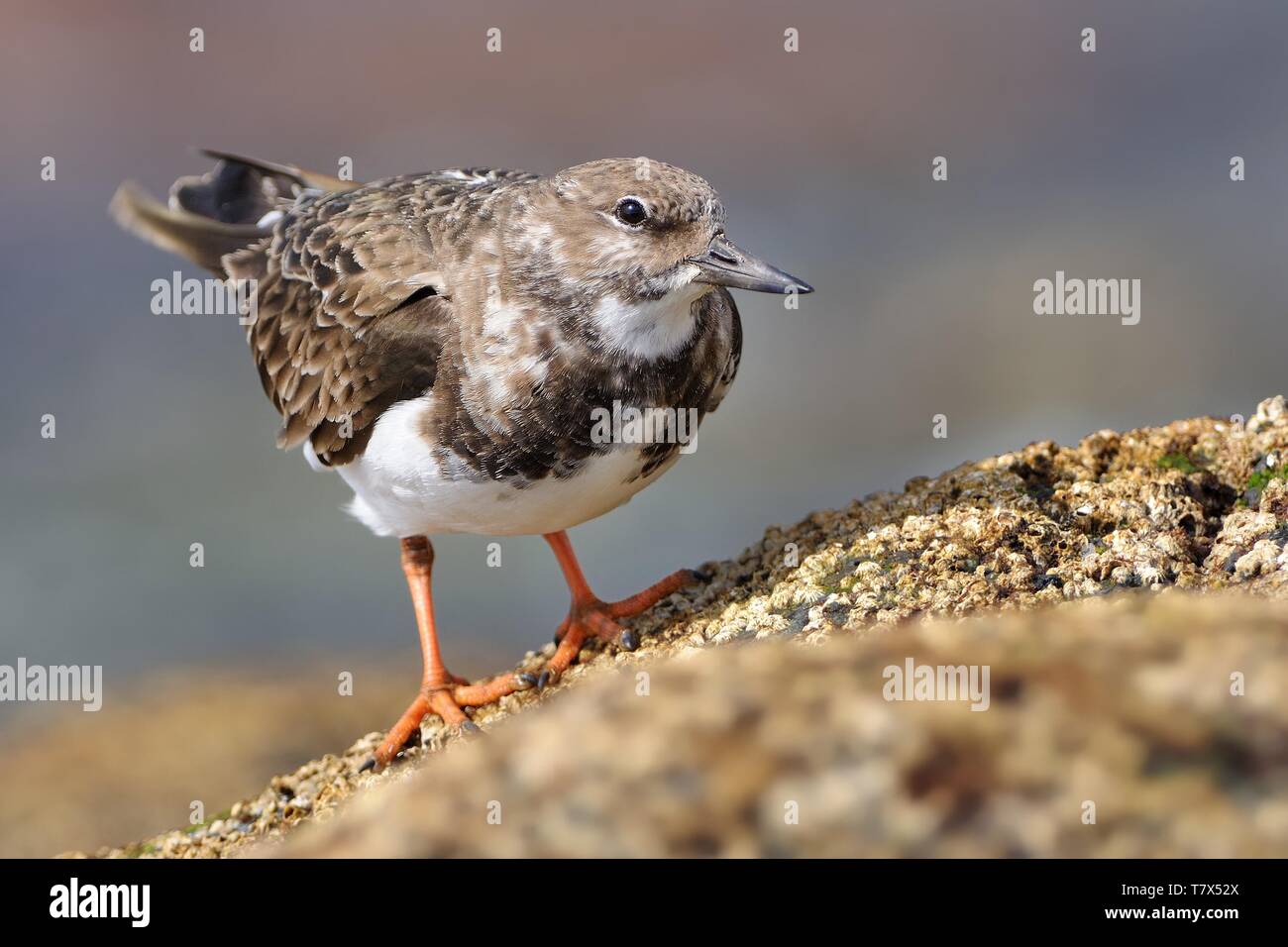 Ruddy Turnstone - Arenaria interpres on the cliff above the sea Stock ...