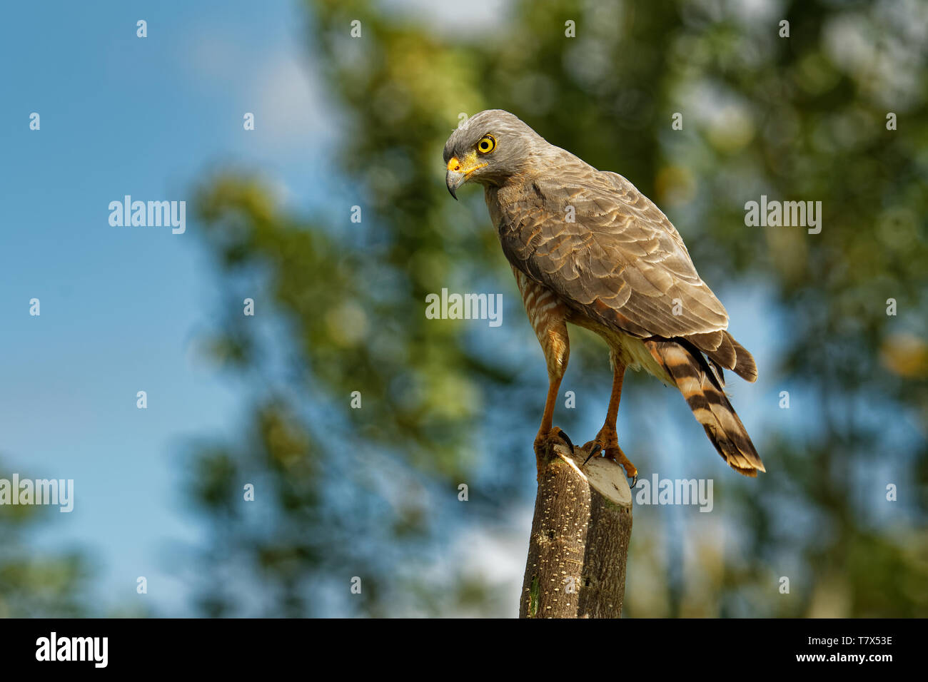 Roadside hawk hi-res stock photography and images - Alamy