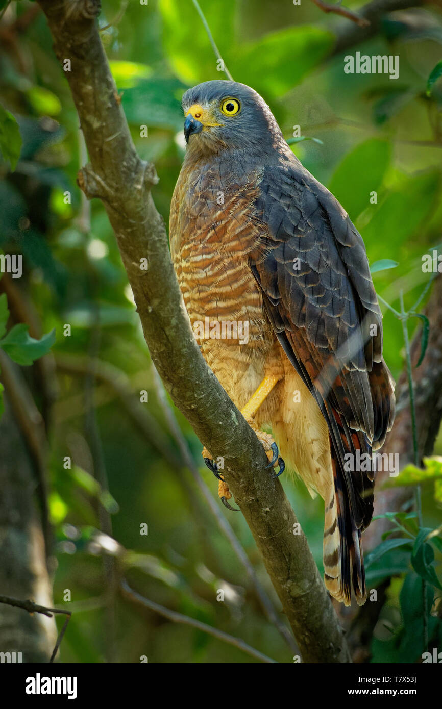 Roadside birding hi-res stock photography and images - Alamy