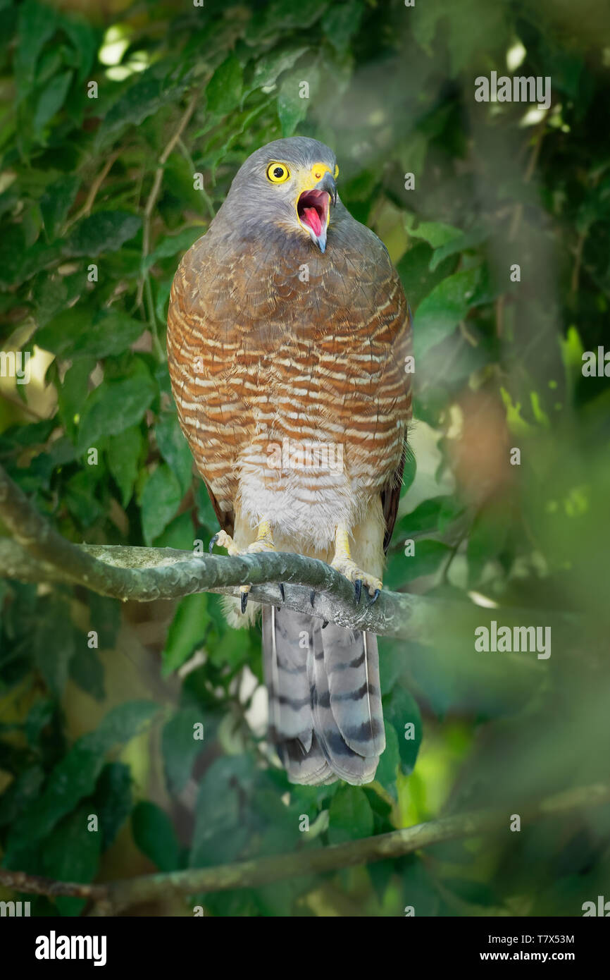 Brazilian national bird hi-res stock photography and images - Alamy