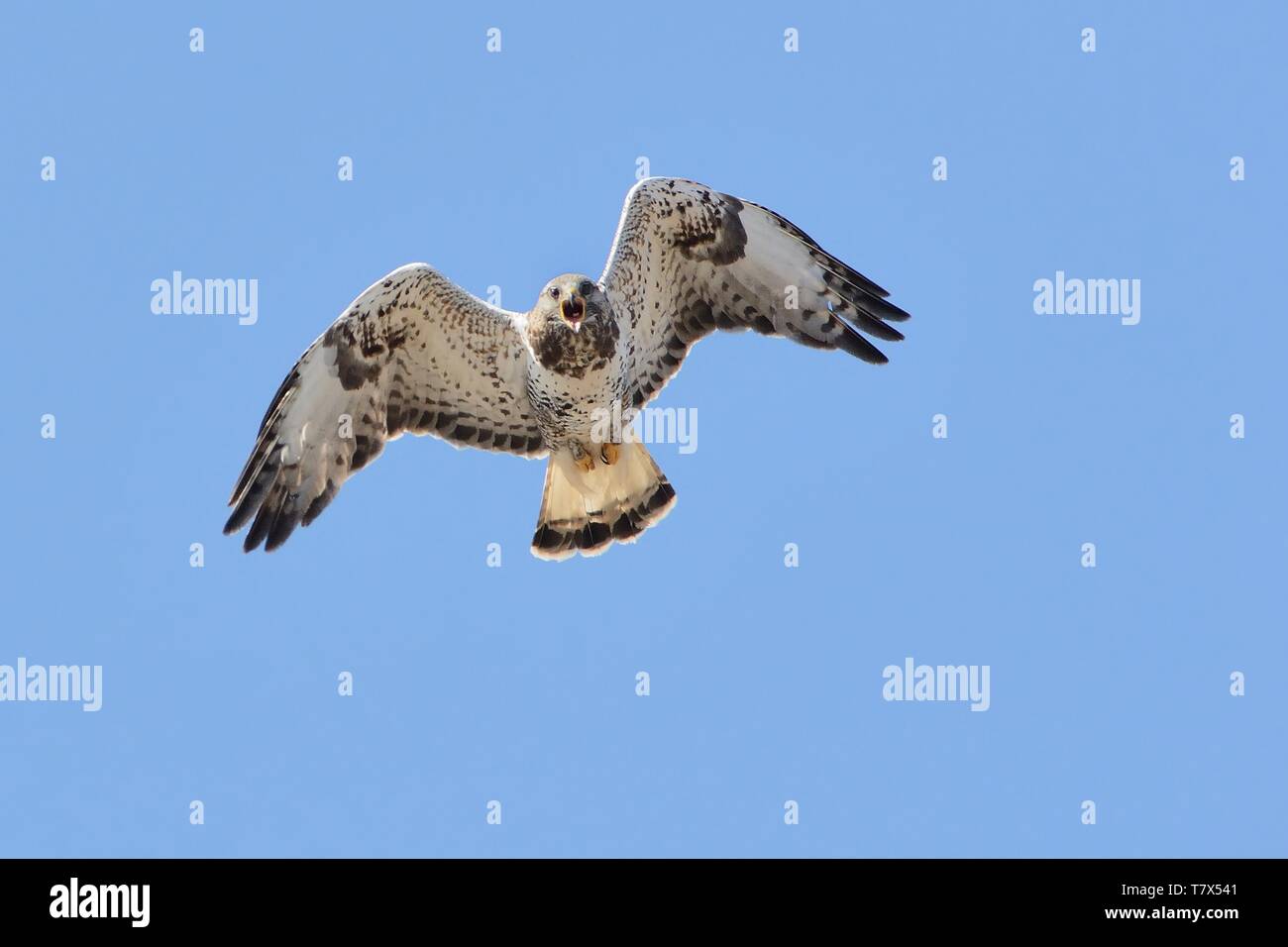 Rough-legged Buzzard (Buteo lagopus) flying just against me and calling ...