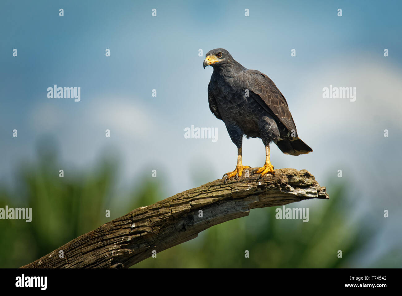 Common Black Hawk - Buteogallus anthracinus a bird of prey in the ...