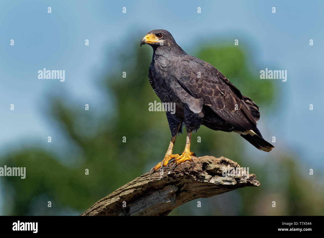 Common Black Hawk - Buteogallus anthracinus a bird of prey in the ...
