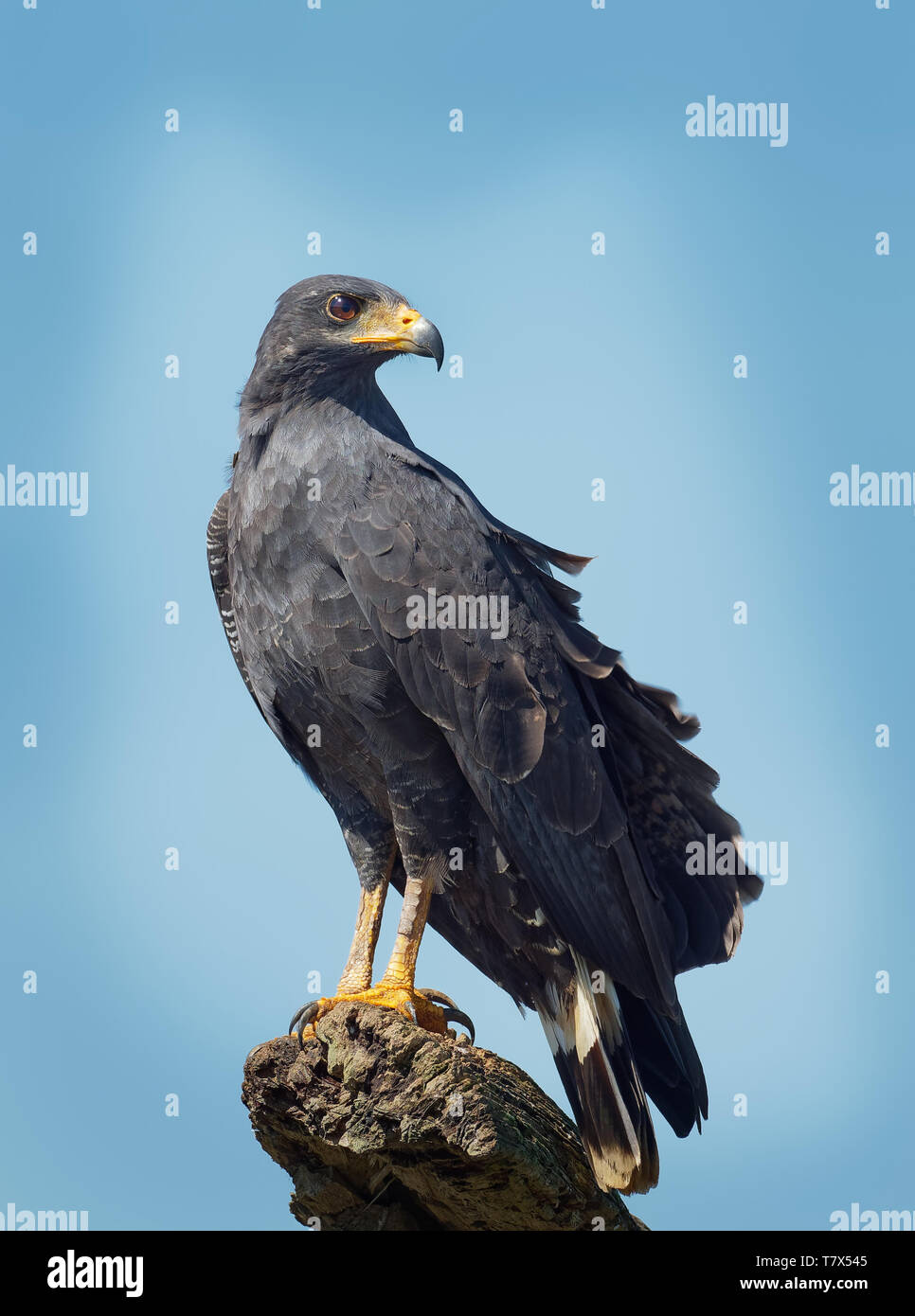 Common Black Hawk - Buteogallus anthracinus a bird of prey in the ...