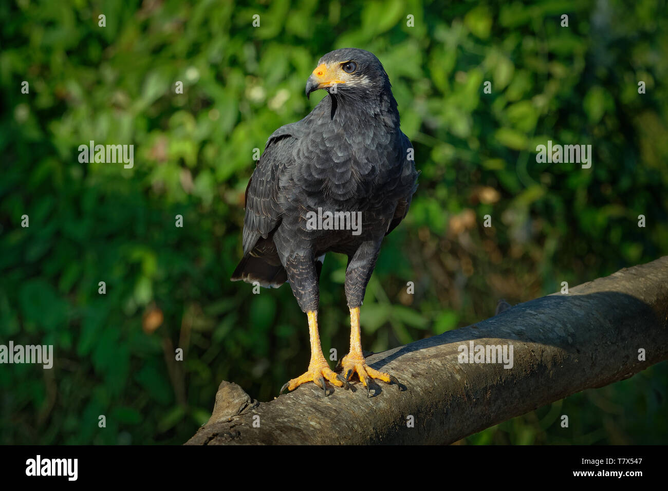 Common Black Hawk - Buteogallus anthracinus a bird of prey in the ...