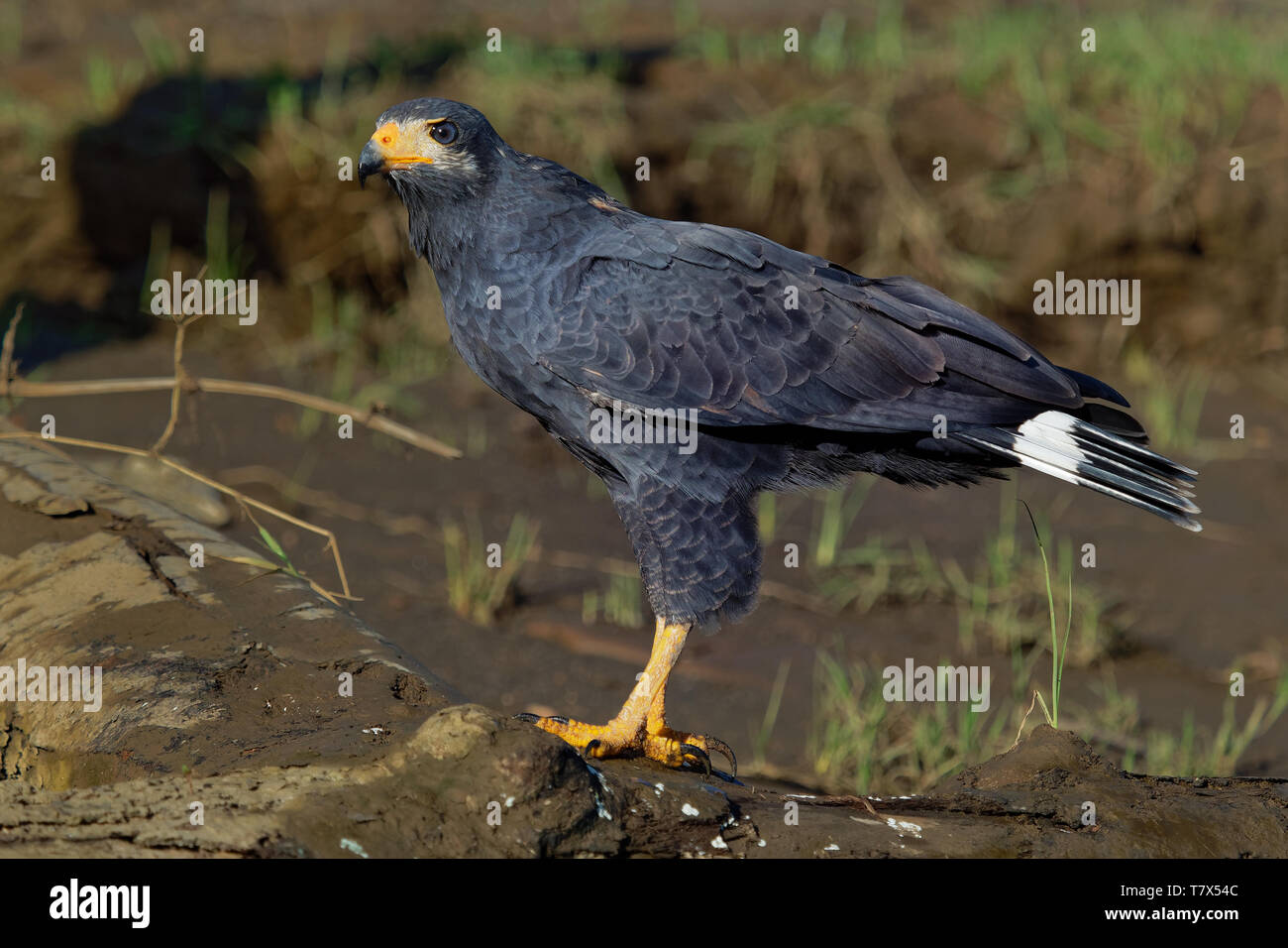 Common Black Hawk - Buteogallus anthracinus a bird of prey in the ...