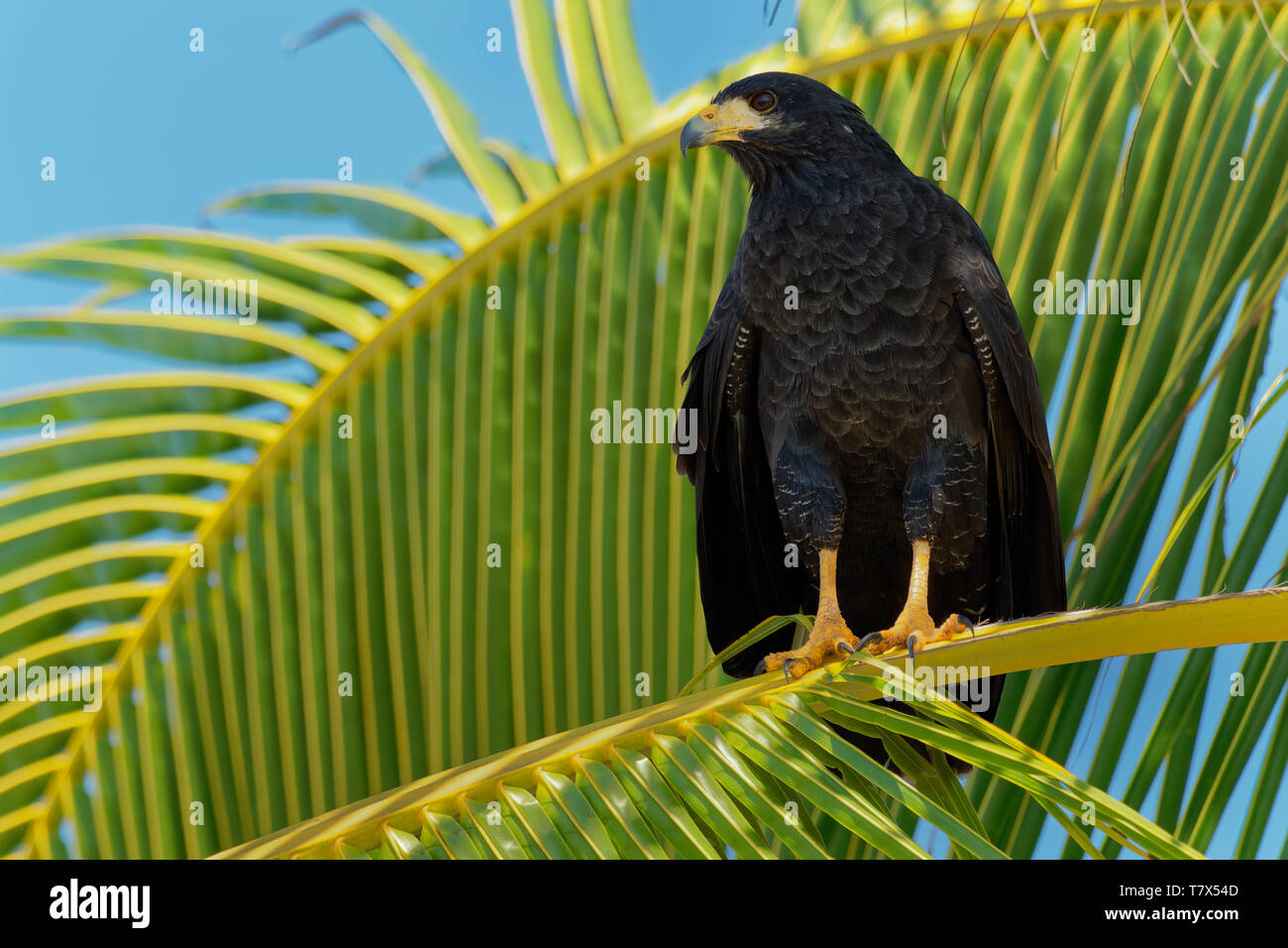 Common Black Hawk - Buteogallus anthracinus a bird of prey in the ...