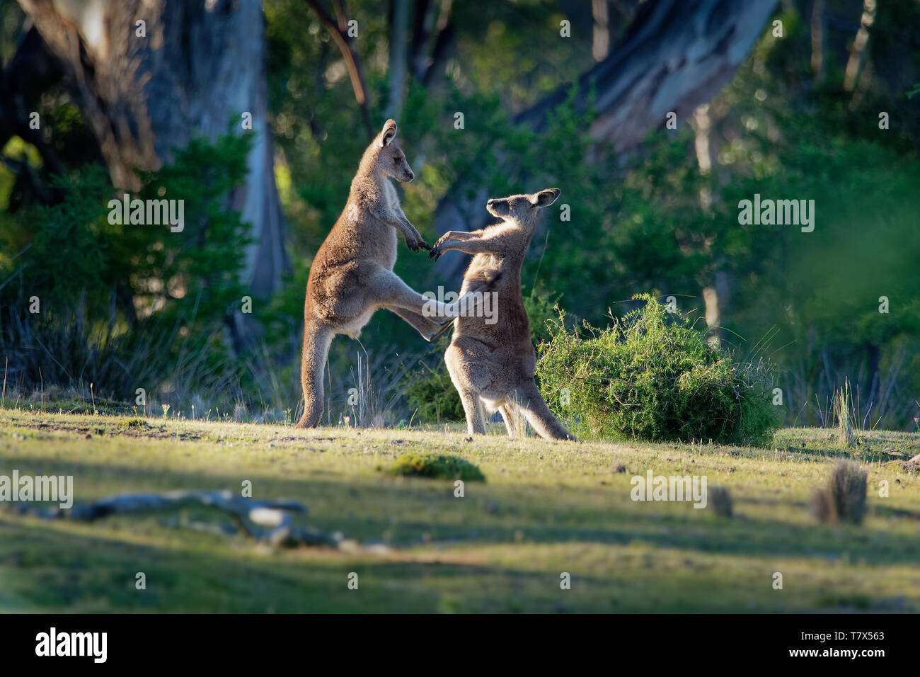 Kangaroos fighting hi-res stock photography and images - Alamy