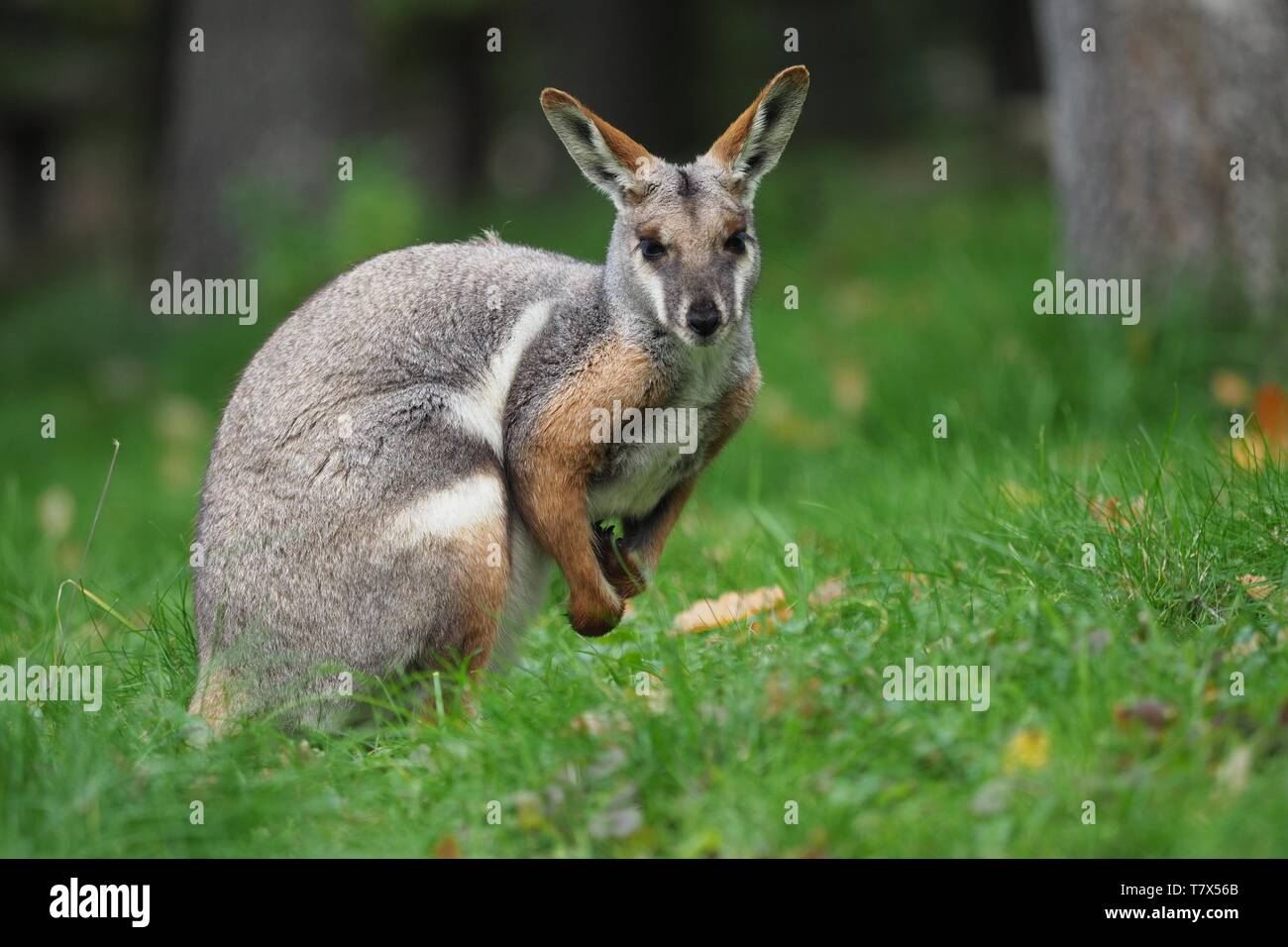 Yellow-footed Rock Wallaby - Petrogale xanthopus - Australian kangaroo ...