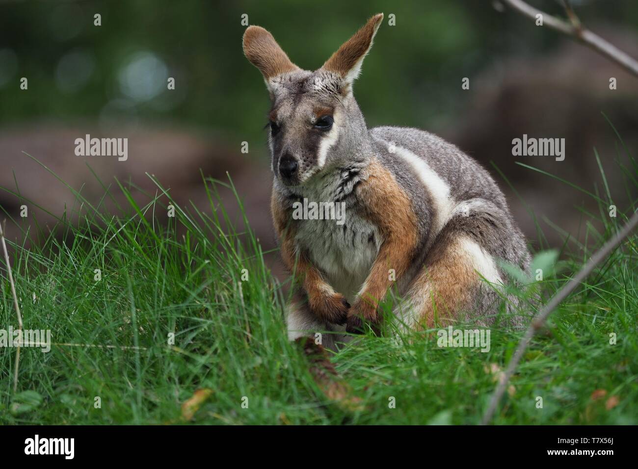 Yellow-footed Rock Wallaby - Petrogale xanthopus - Australian kangaroo ...